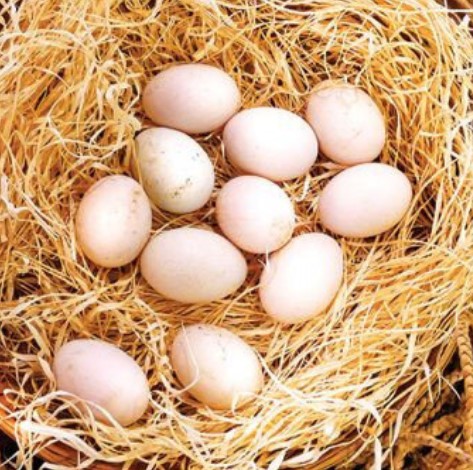 Game Fowl For Sale - Gamecock Apparel And SuppliesGamecock Apparel And ...